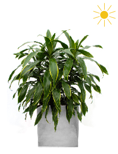 Janet Craig Art Bush | Billy Heroman's Plant Services