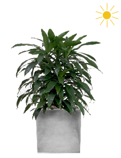 Janet Craig Bush | Billy Heroman's Plant Services